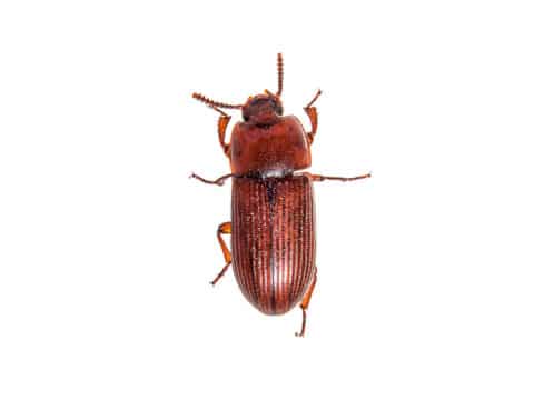 Tribolium castaneum - Scyllagro